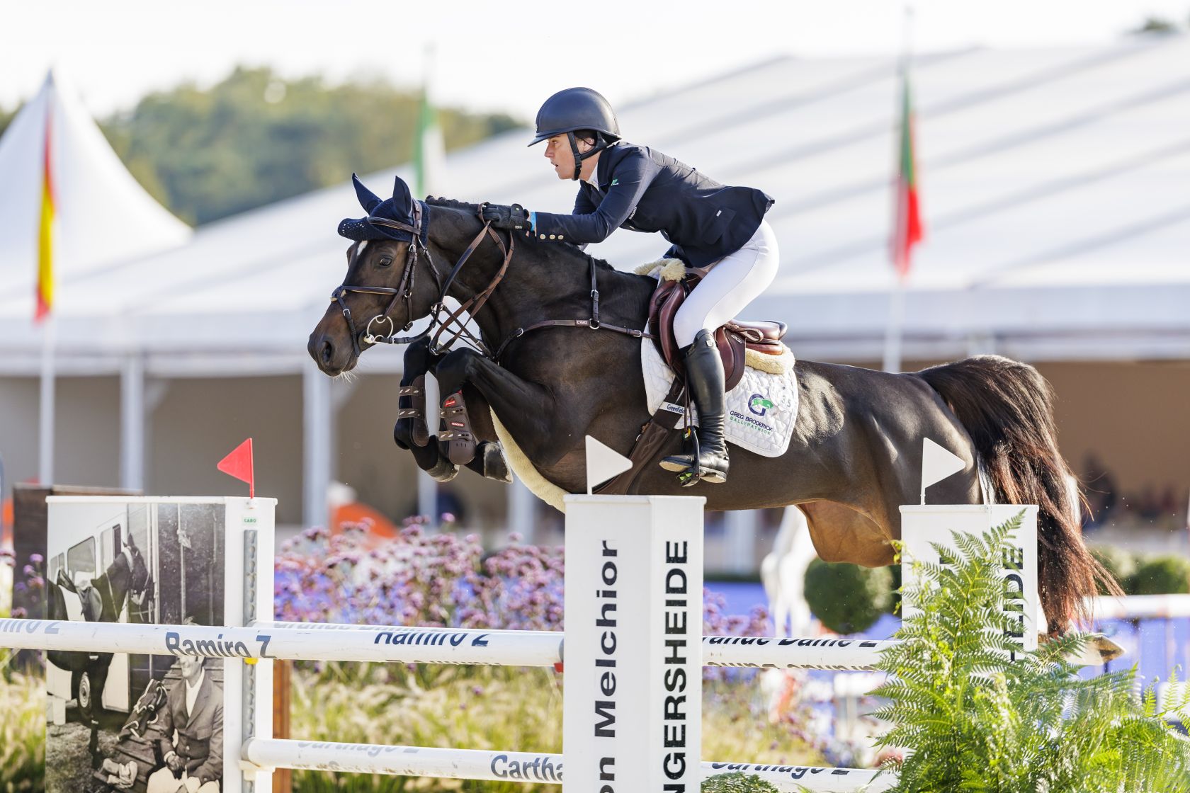 DOMINATOR 2000 Z - A phenomenal phenomenon! | Studfarm Zangersheide